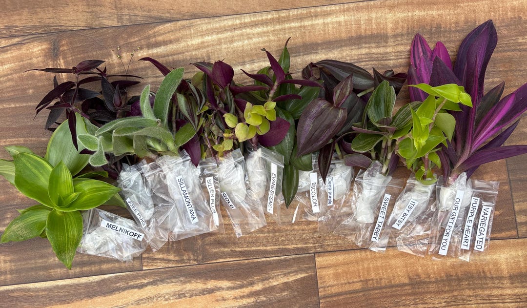 10 Types of Tradescantias, at Least 3 Cuttings Each Type - Etsy