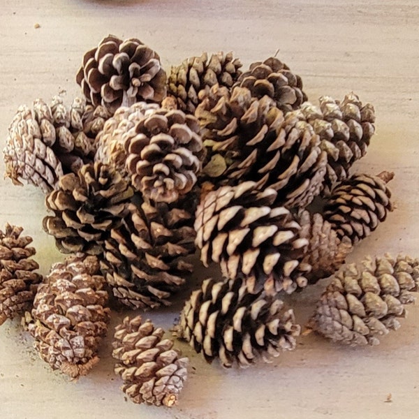 Hemlock Pine Cones - Etsy