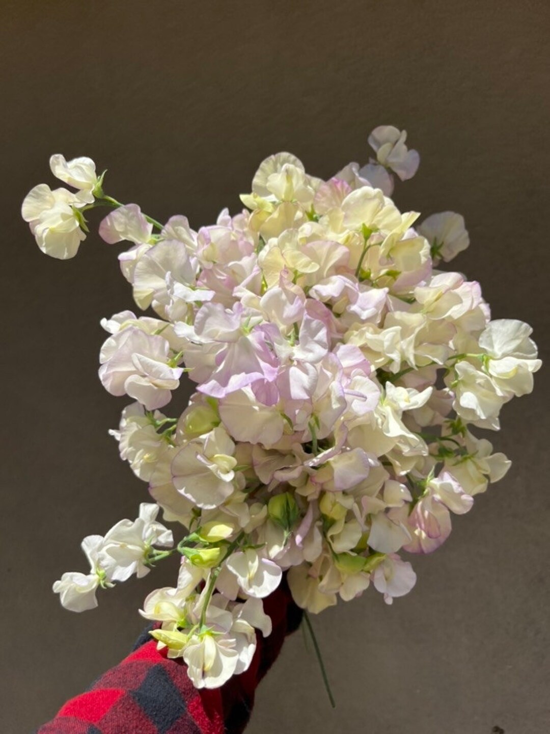 Sweet Pea - High Scent - Fragrant Flowers, US Grown - Etsy