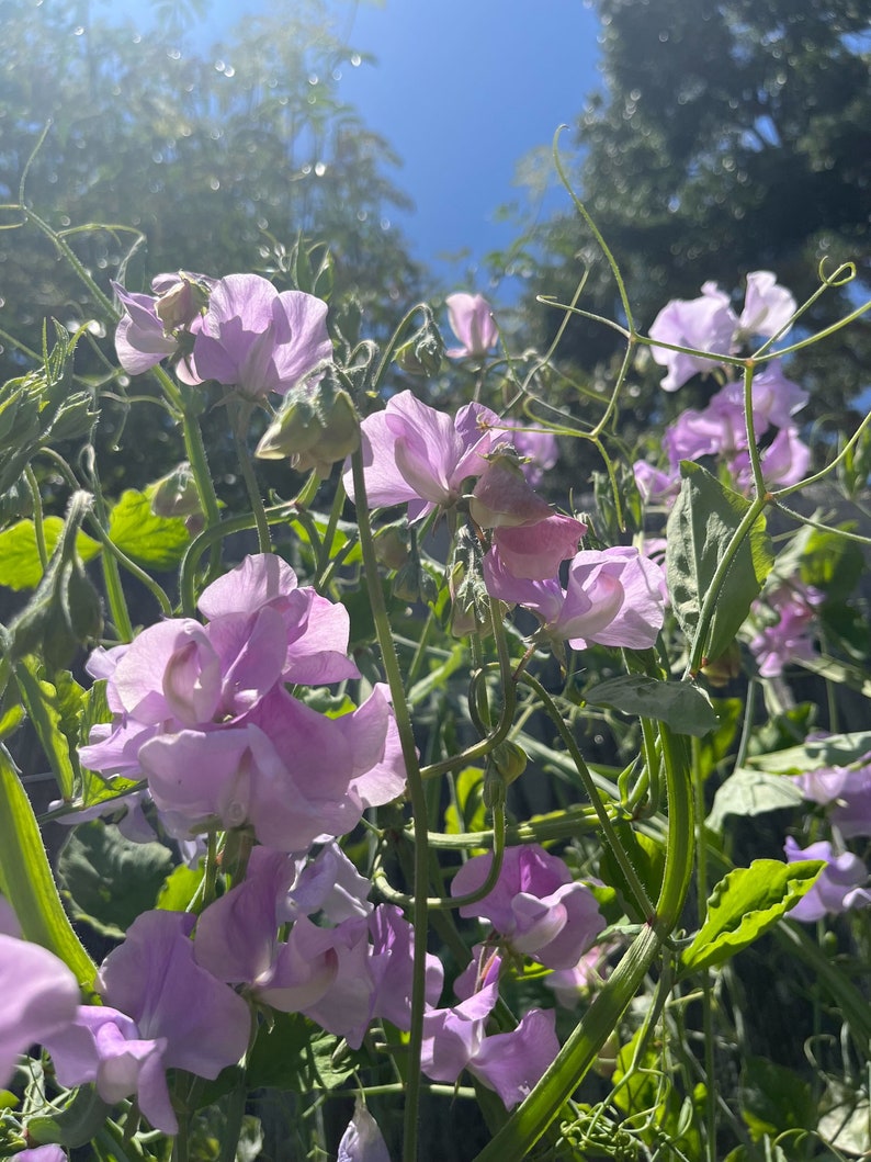 Sweet Pea - Amelie’s Blurple Mix - Fragrant Flowers, US Grown - Etsy