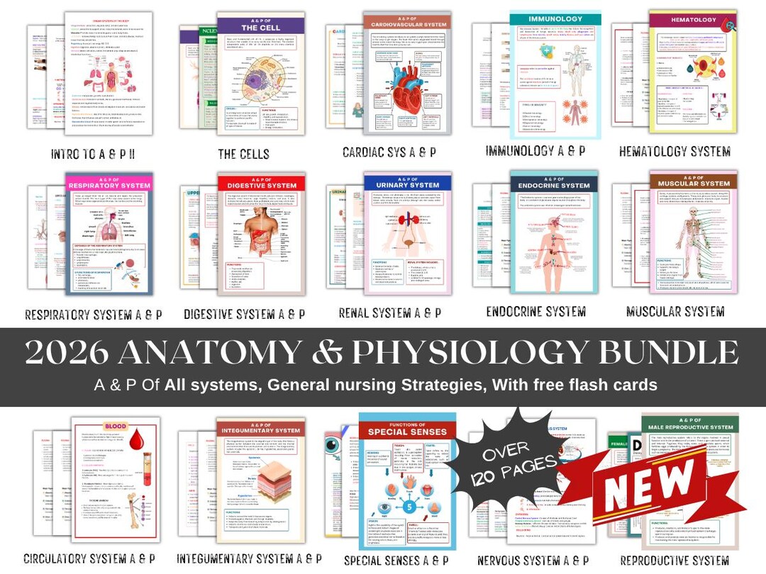 Anatomy & Physiology Bundle 2026– Study Guide, Flashcards, Medical ...