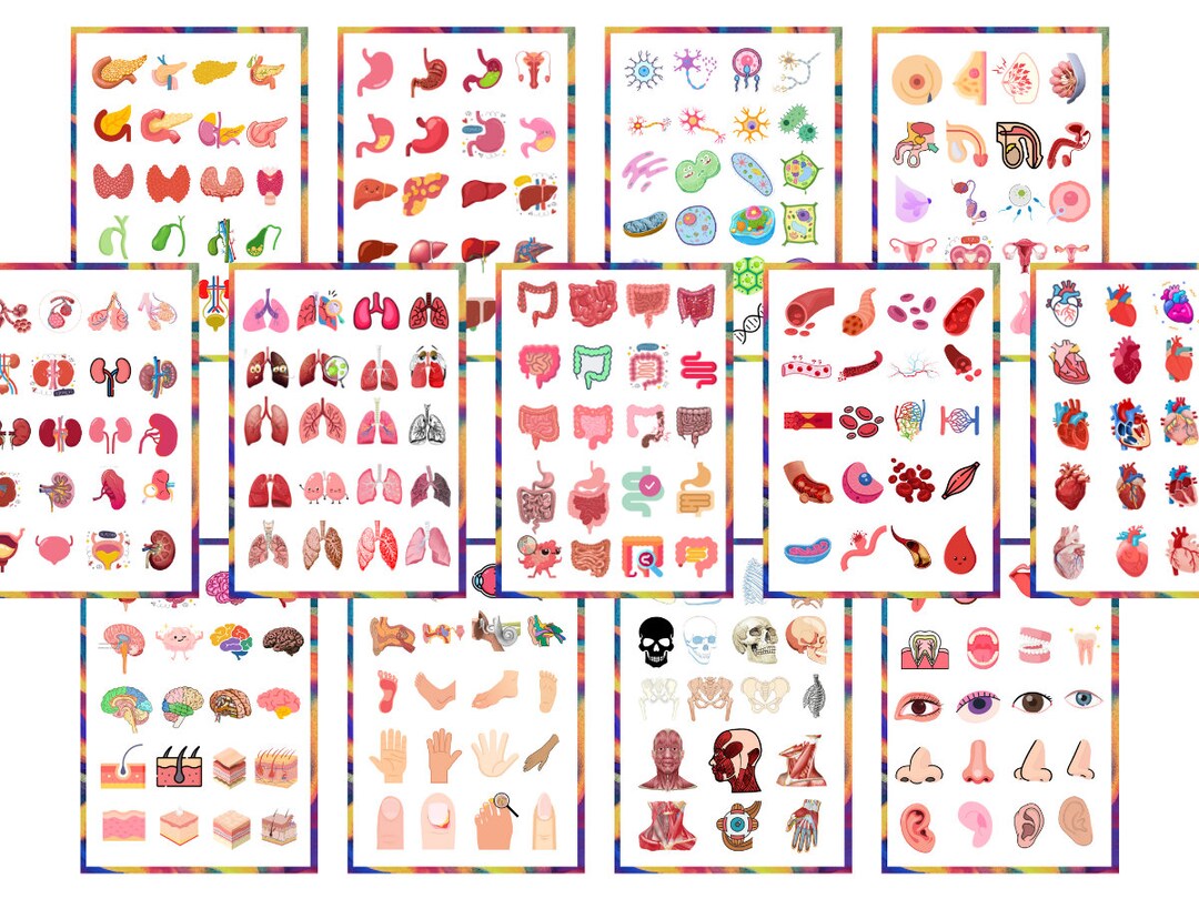Human Anatomy Digital Sticker Anatomy Organ Stickers, Good Notes ...