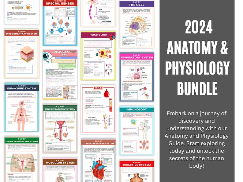 Anatomy & Physiology Bundle With Flashcards- Anatomy Study Guide ...