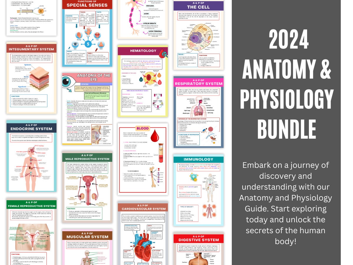 Anatomy & Physiology Bundle With Flashcards- Anatomy Study Guide ...