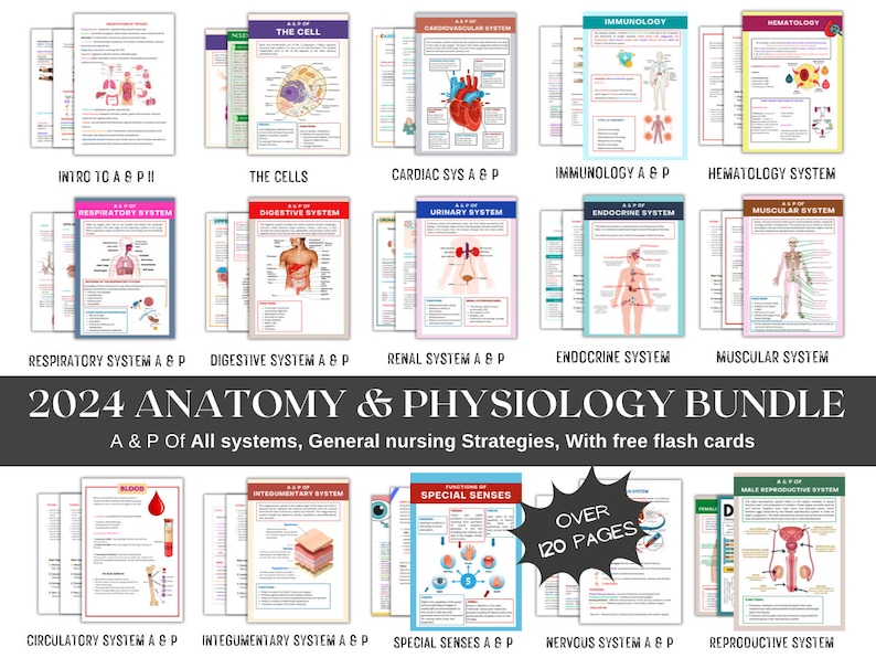 Anatomy & Physiology Bundle With Flashcards- Anatomy Study Guide ...