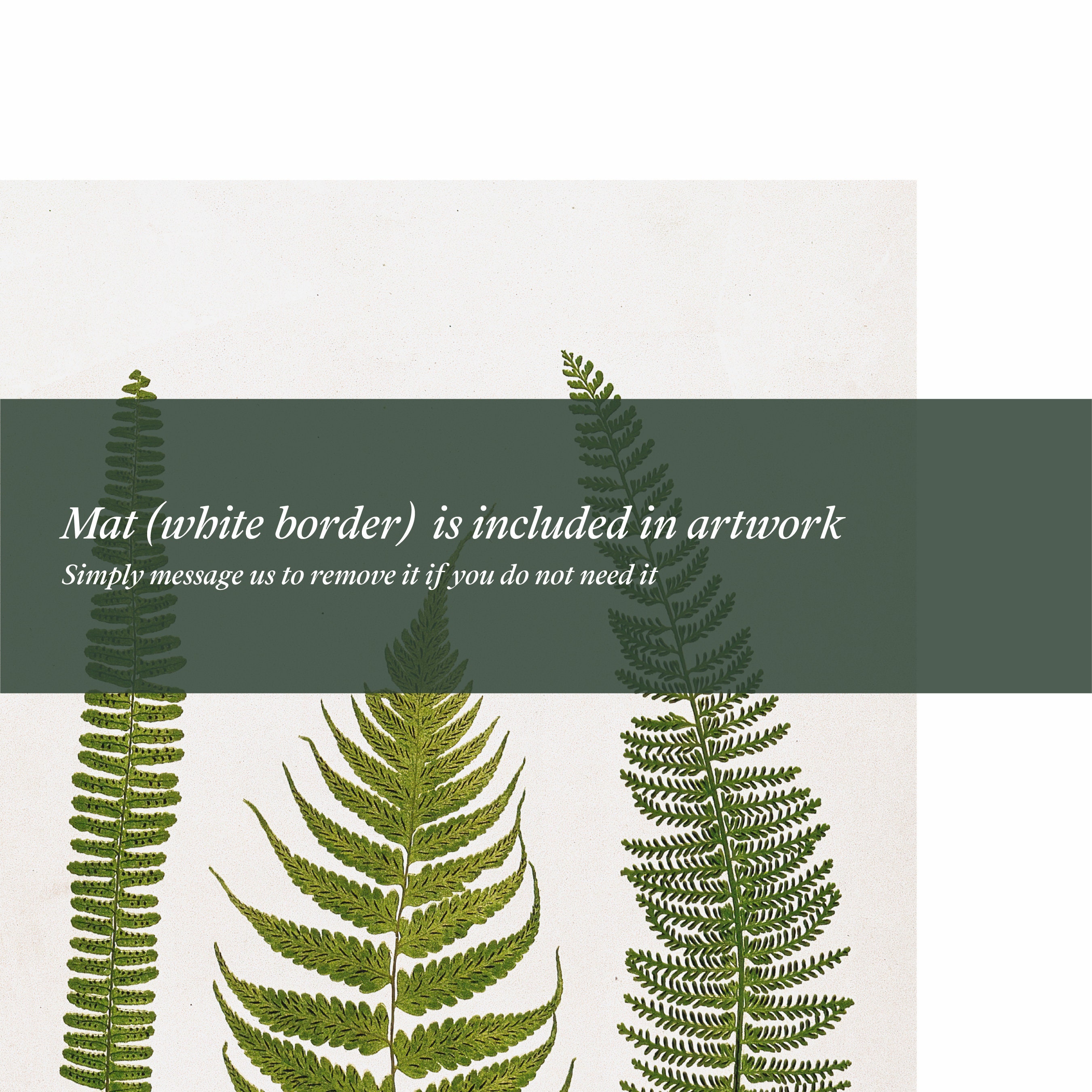 Pressed Ferns / Set of 3 / Vintage Fern Art Vintage - Etsy