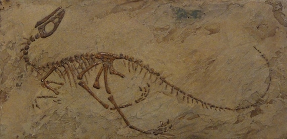 Compsognathus Fossil