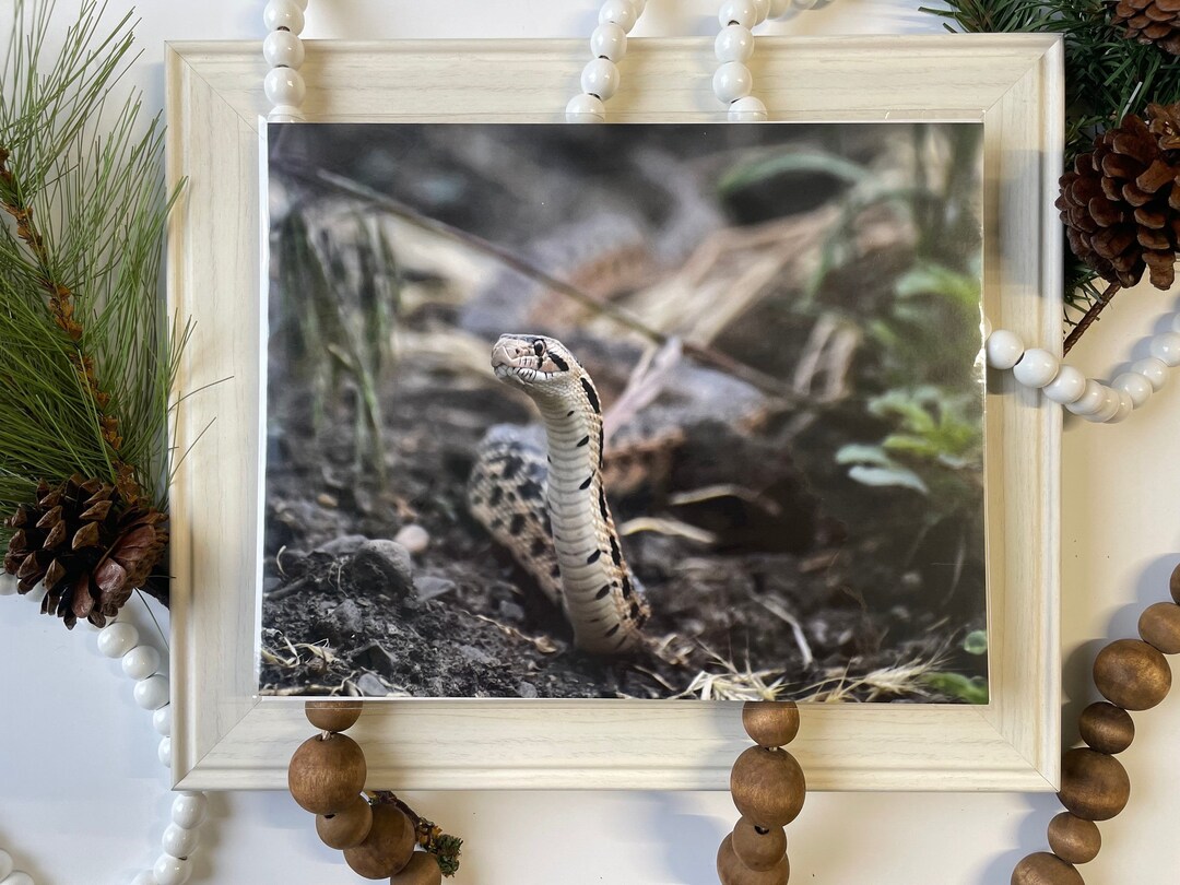 Snake Photography Print Reptiles Animal Photography Wildlife Photo ...