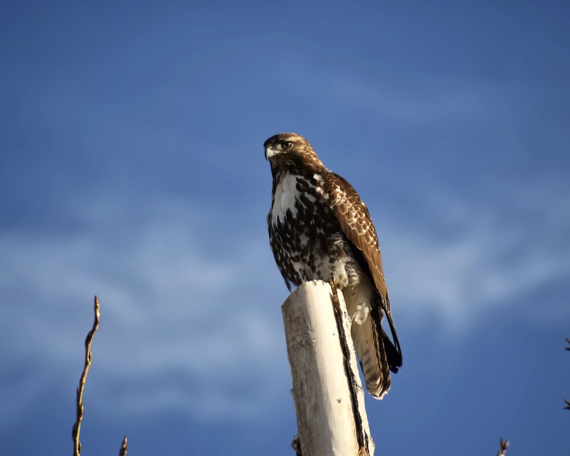 Hawk Perched on a Tree Print- Wildlife Photography- Animal Photography ...