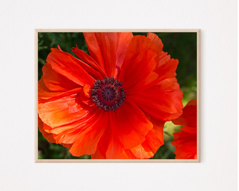 Red Poppy Flower Digital Download- Flower Photography- Red Poppy ...