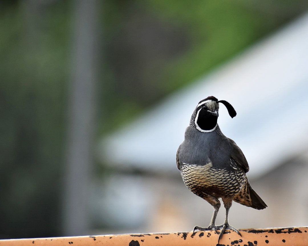 Quail Photography Print- Game Bird- Wildlife Photography- Photography ...