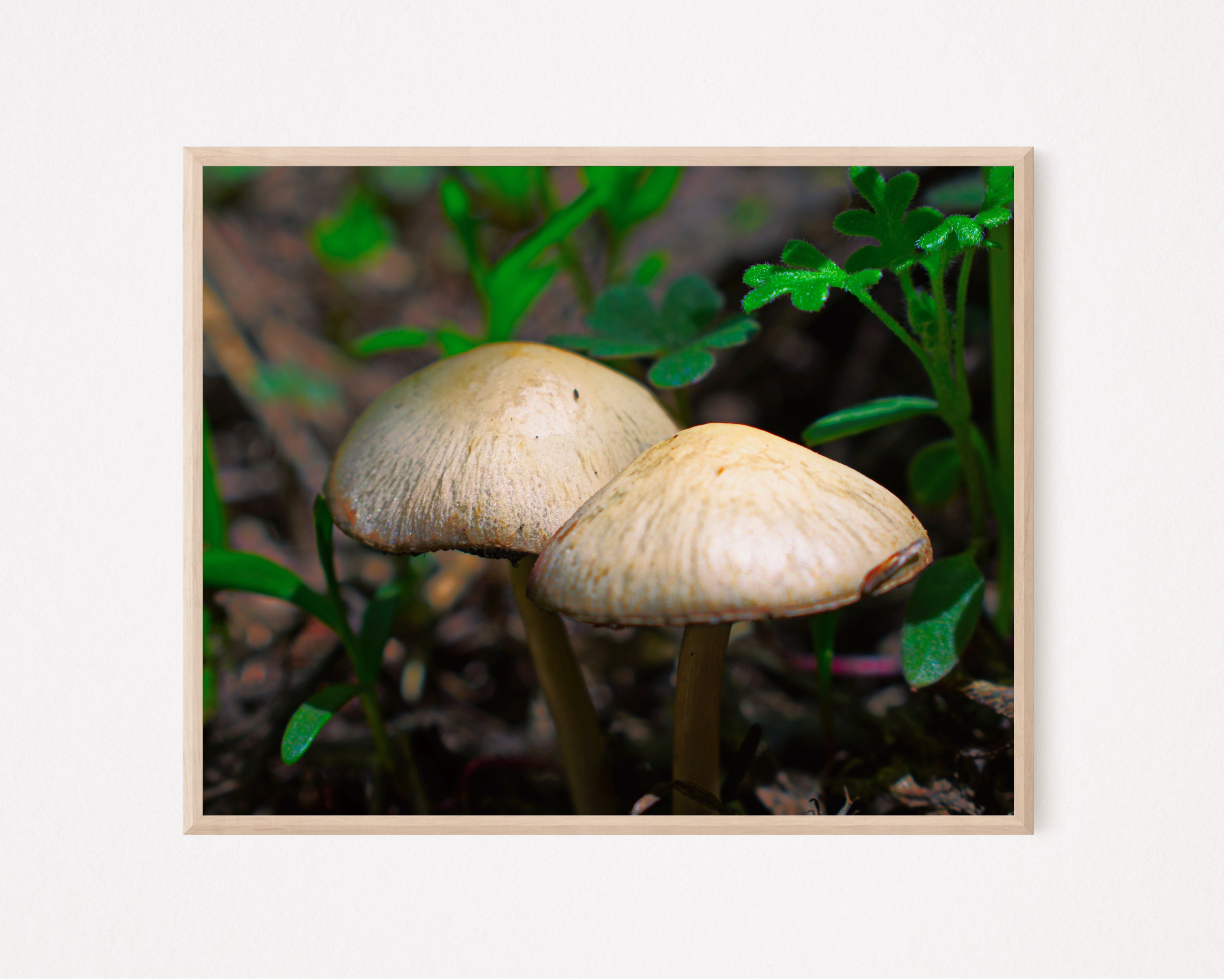 Mushroom Digital Download- Mushroom Photography- Mushroom Wall Art ...