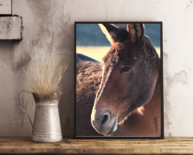 Mule Digital Download- Mule Wall Art- Farm Animals Printable Art ...