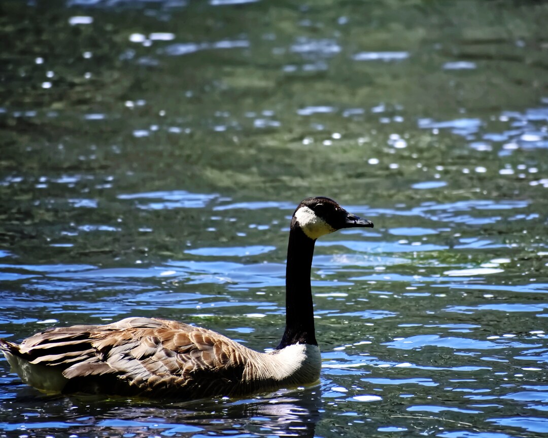 Canadian Goose Photography Print- Geese- Waterfowl- Wildlife ...
