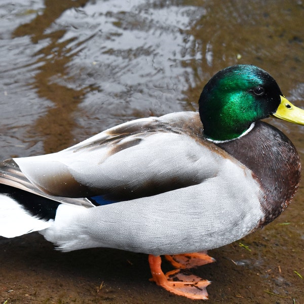 Waterfowl Decor - Etsy