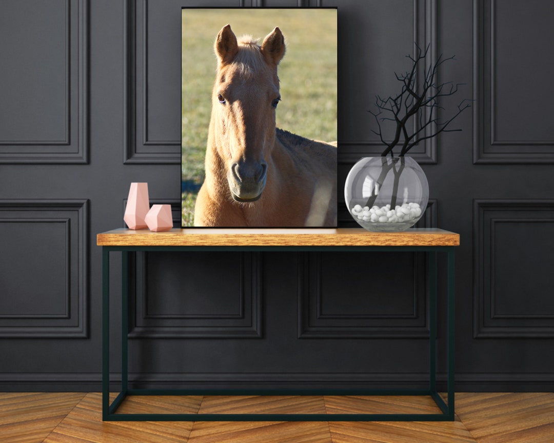 Mule Photo Digital Download- Mule Photograph- Farm Animals Photo- Cute ...