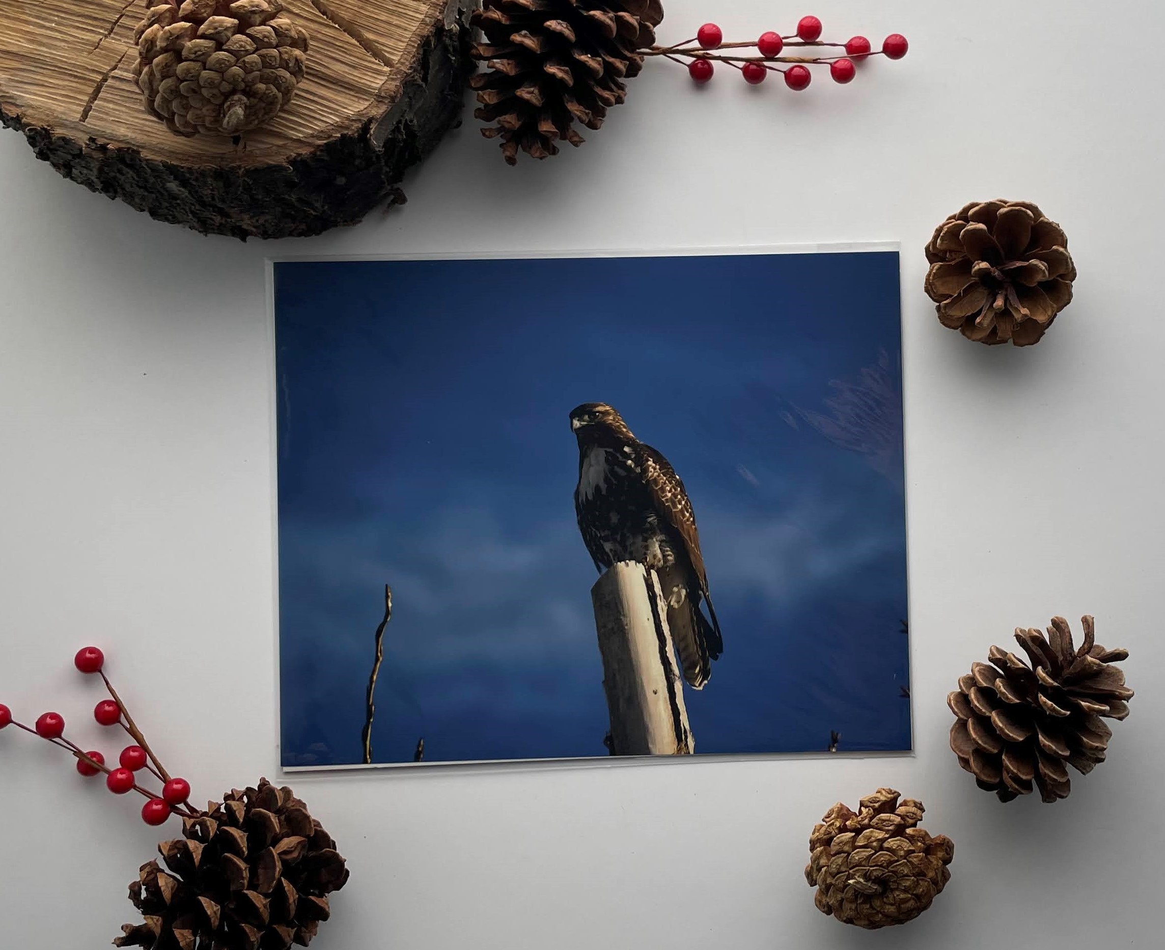 Hawk Perched on a Tree Print- Wildlife Photography- Animal Photography ...