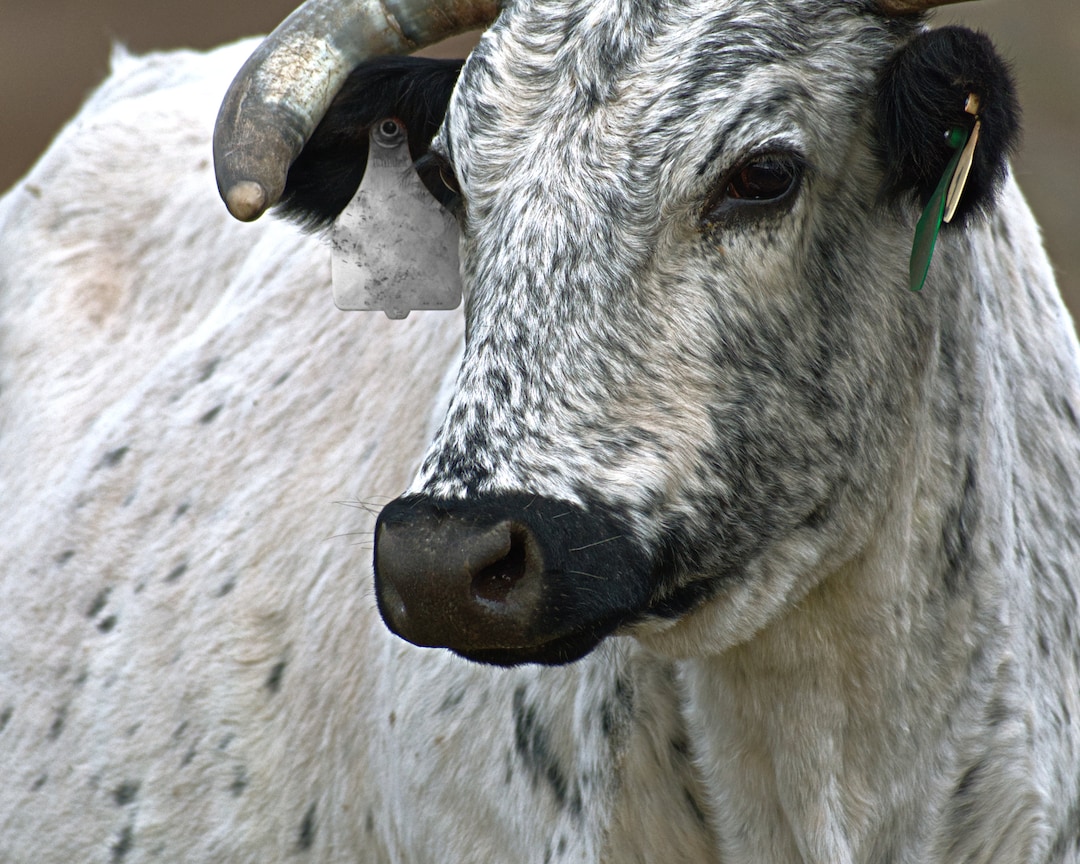 Cow Photo Digital Download-cow Photography Farm Animal Photography Farm ...