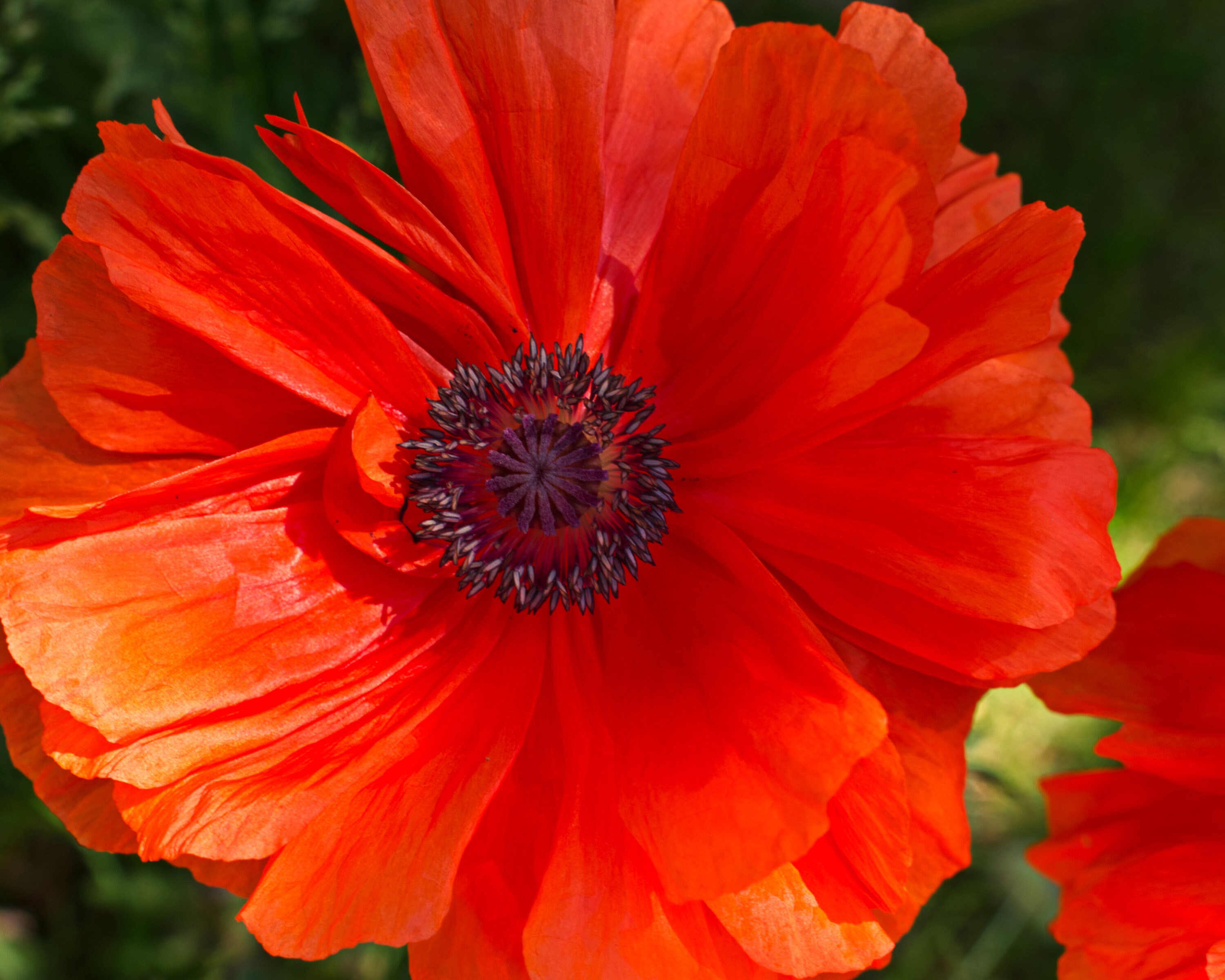 Red Poppy Flower Digital Download- Flower Photography- Red Poppy ...