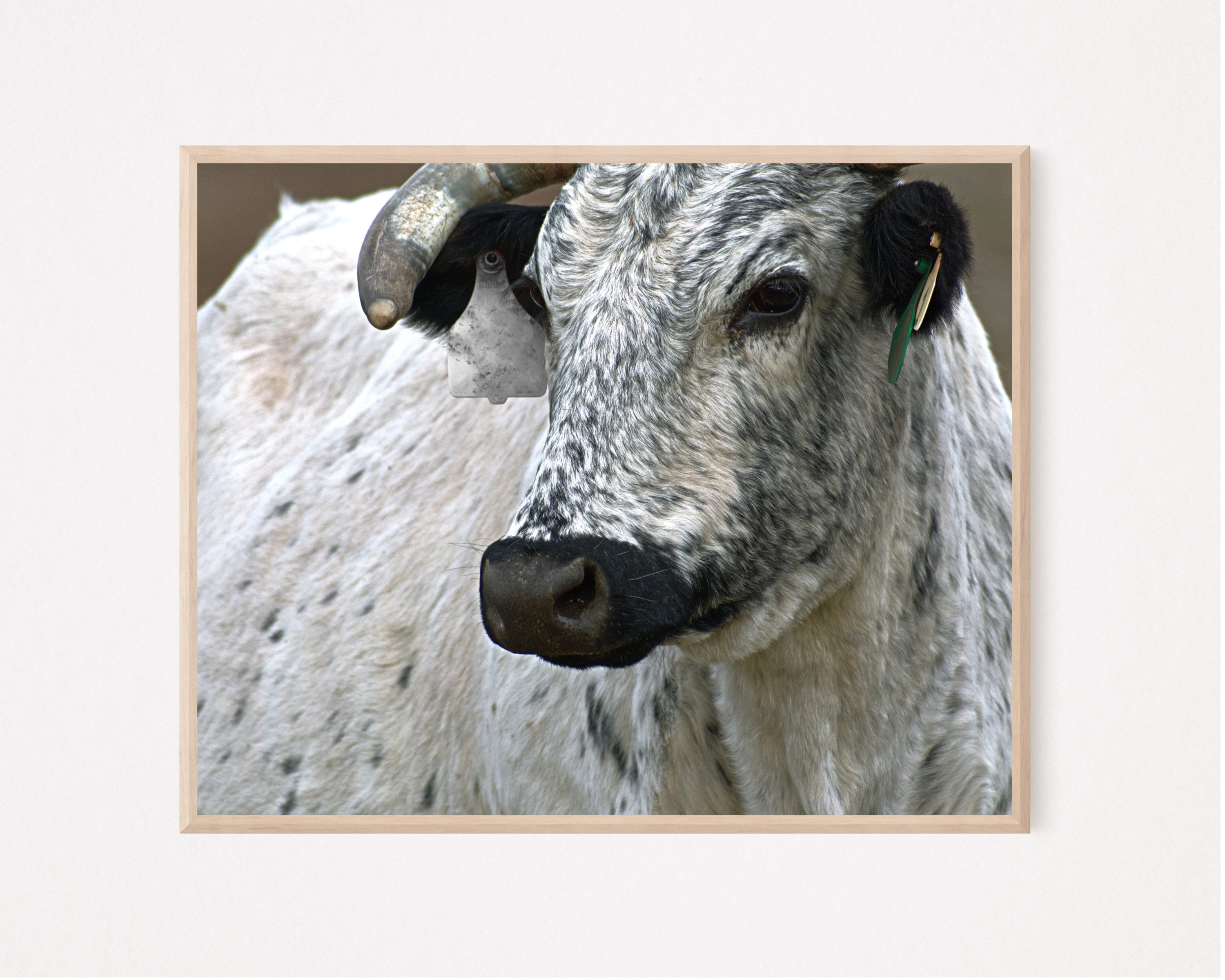 Cow Photo Digital Download-cow Photography- Farm Animal Photography ...