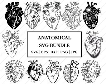 Anatomical Heart Svg Bundle, Flower Heart Svg, Human Heart Svg, Anatomy ...