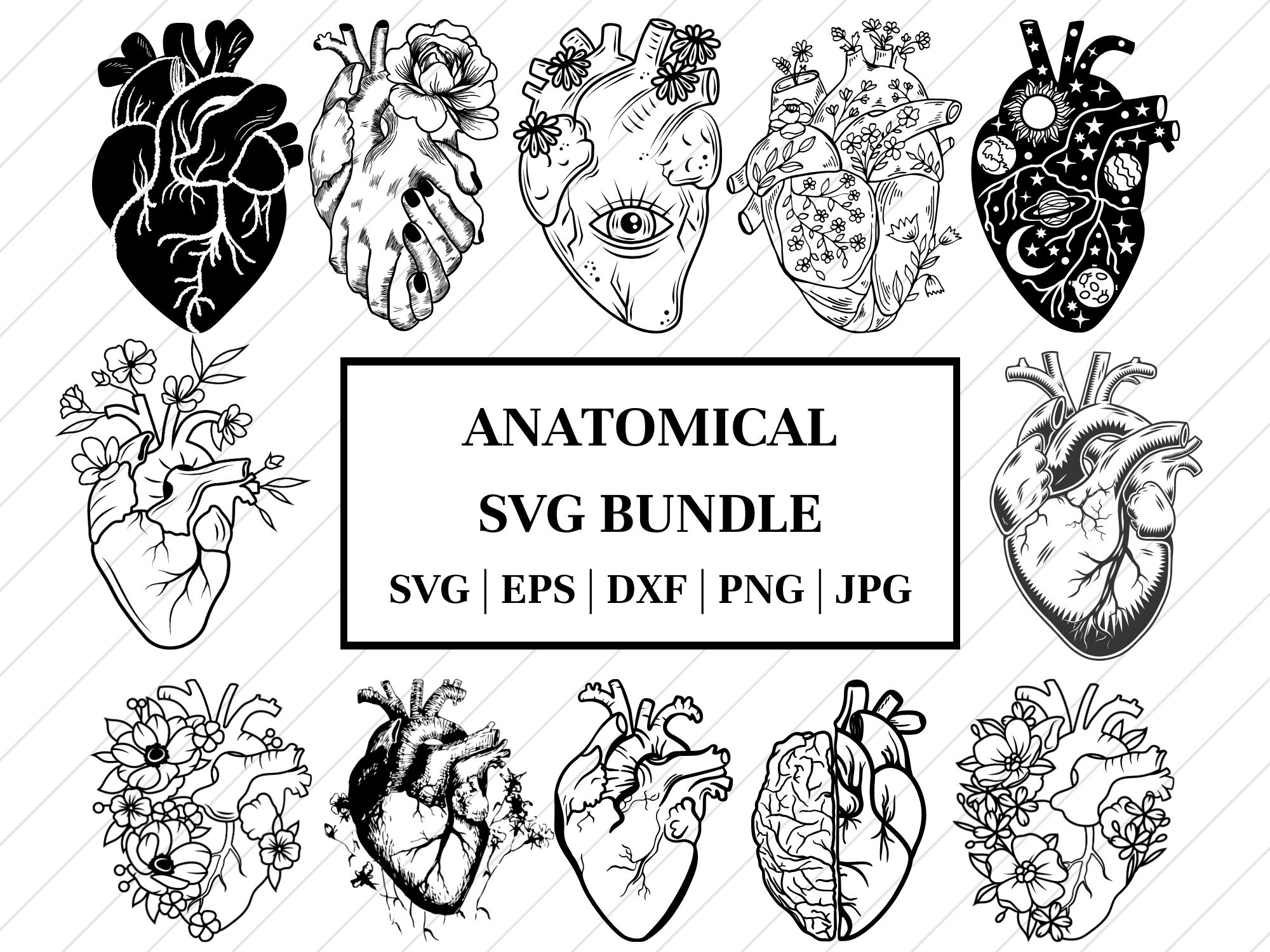 Anatomical Heart Svg Bundle, Flower Heart Svg, Human Heart Svg, Anatomy ...