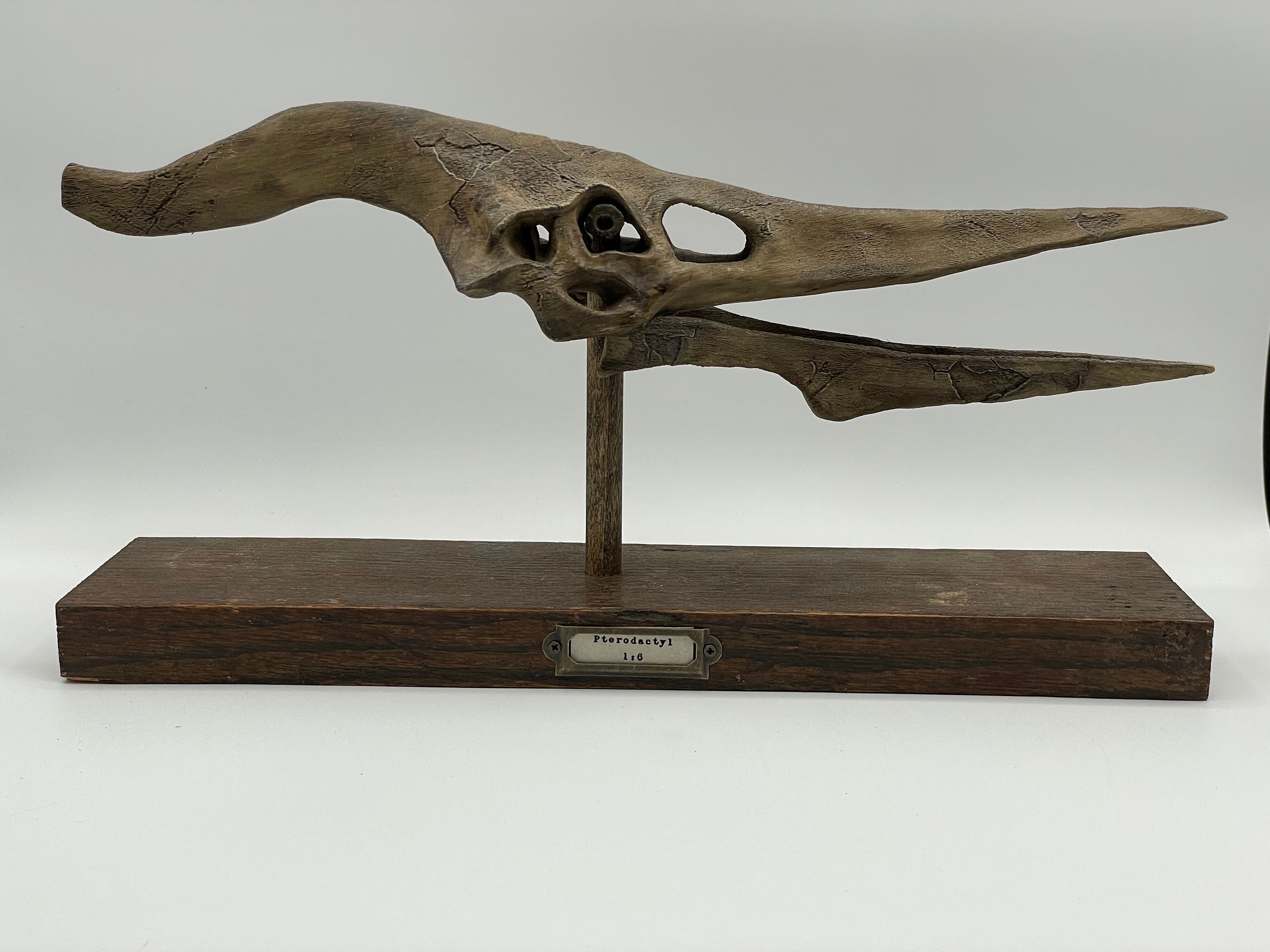 Pterosaur Fossil Replica