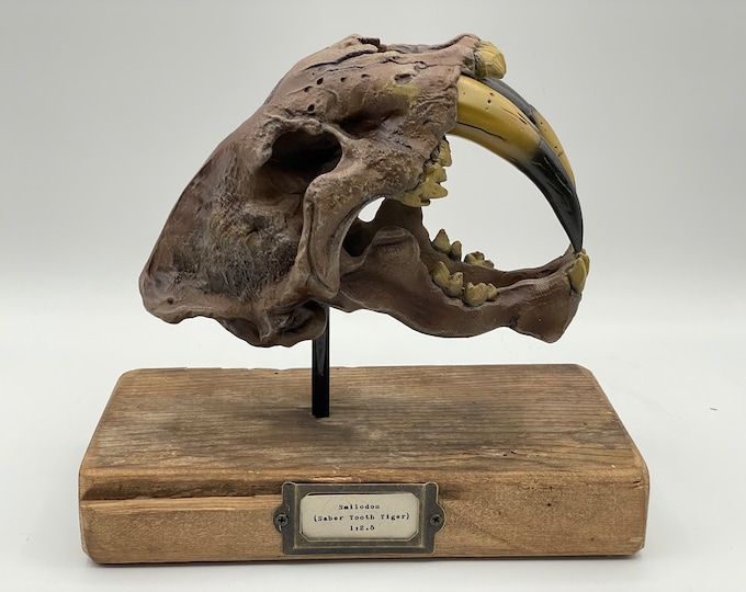 Saber Tooth Tiger smilodon Replica Fossil 1:2.5 Scale - Etsy