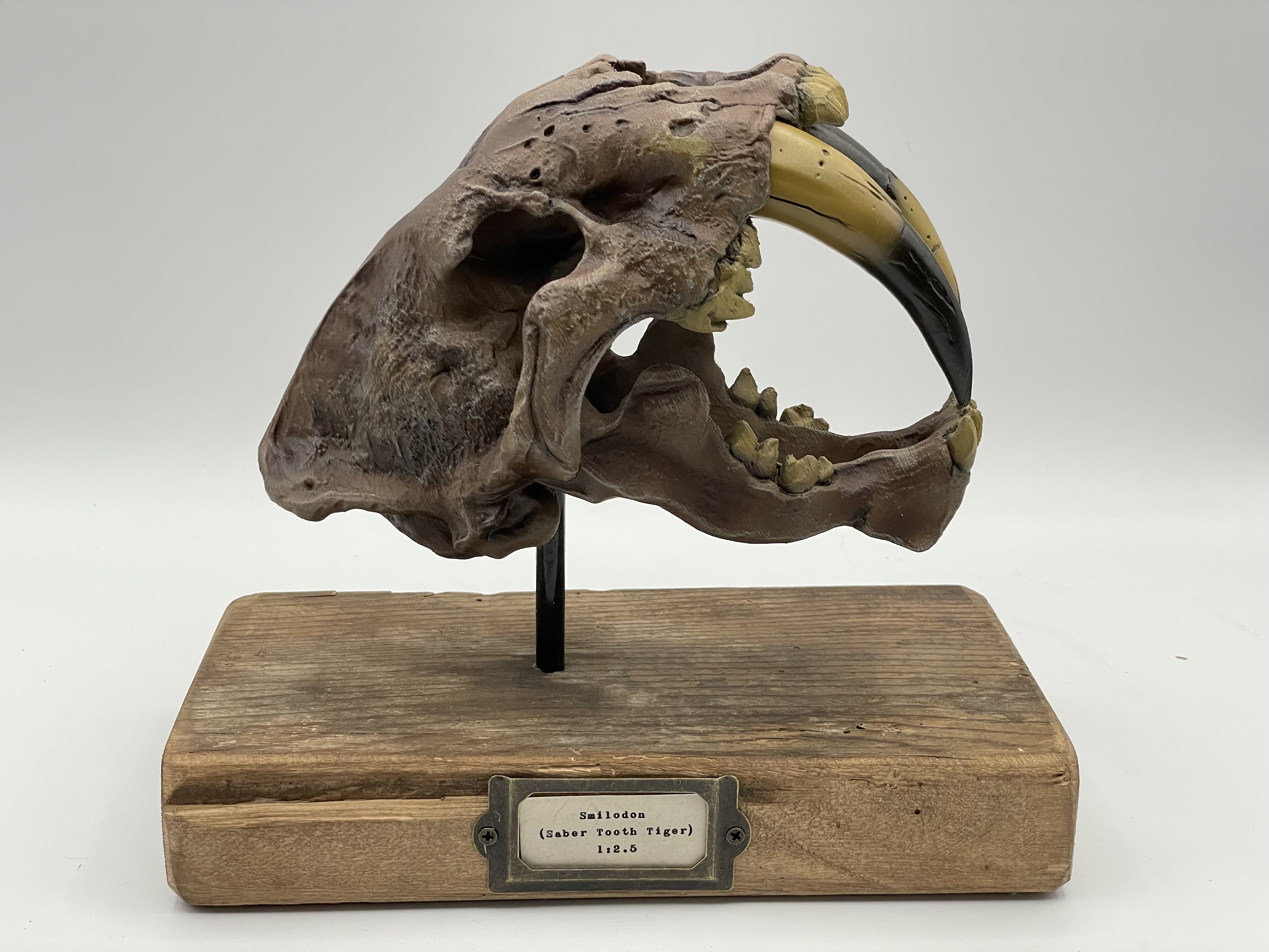Saber Tooth Tiger Fossil