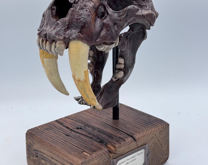 Saber-toothed Tiger Skull Replica, Smilodon, 3D Print, Skull Replica ...