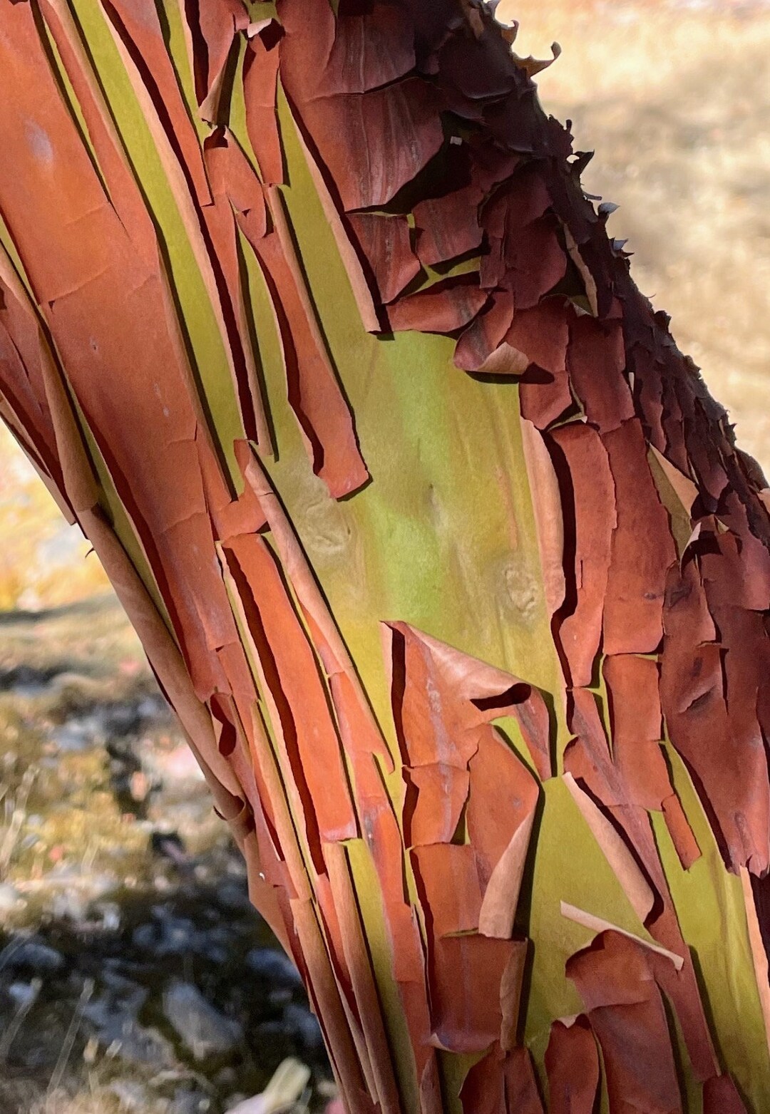 Arbutus Trees, Nature Photography, Wall Decor, Digital Download, - Etsy