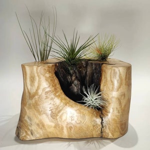 A Section of Ash. Air Plant Display. - Etsy