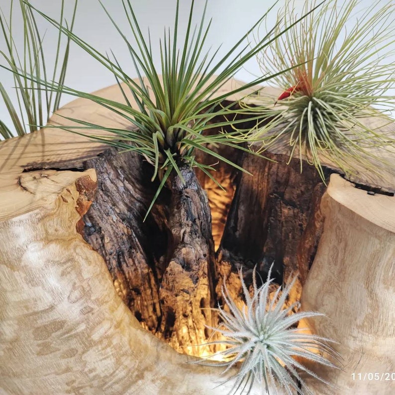 A Section of Ash. Air Plant Display. - Etsy
