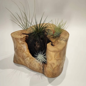 A Section of Ash. Air Plant Display. - Etsy