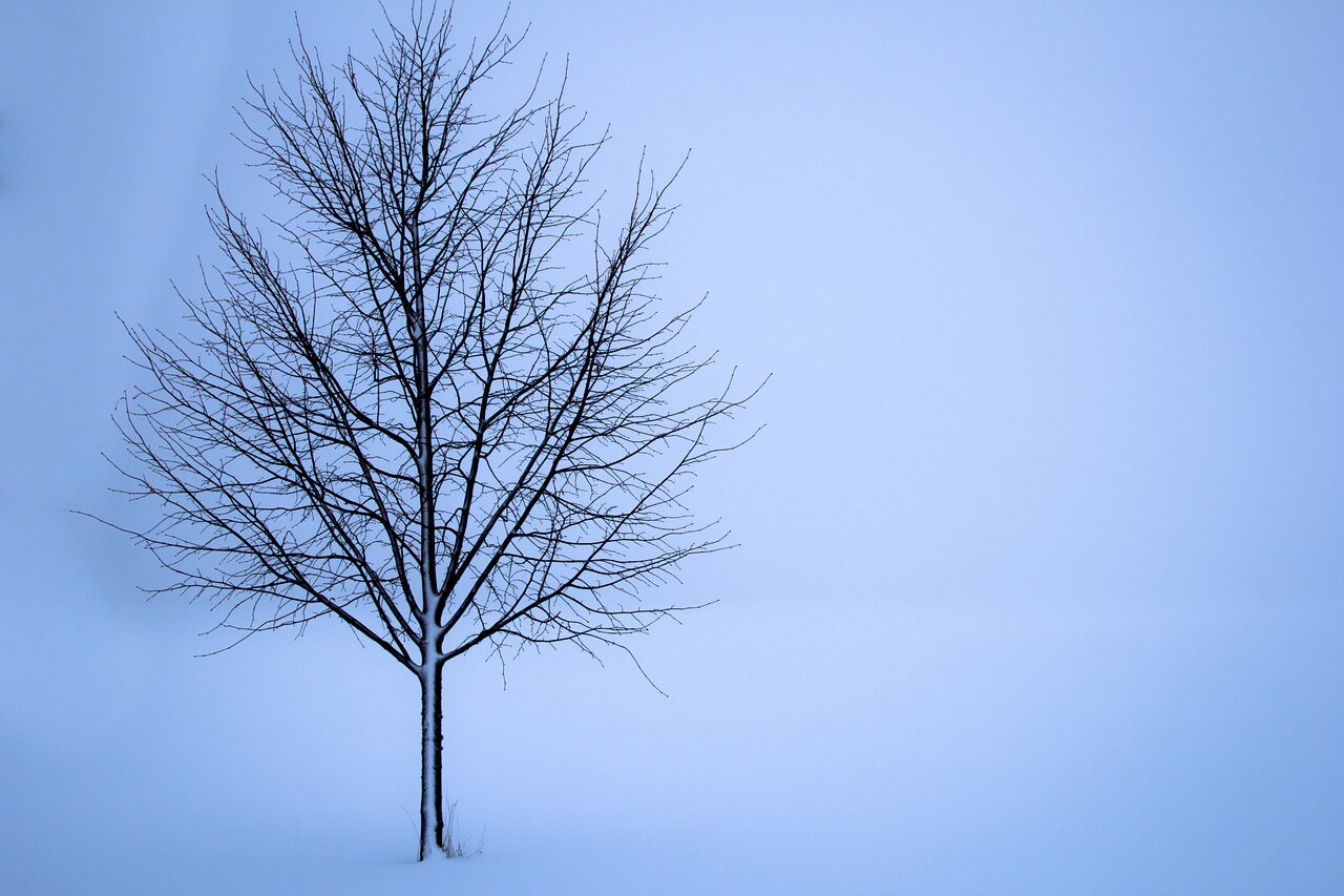 Tree Scenes Jpeg Digital for Printing - Etsy