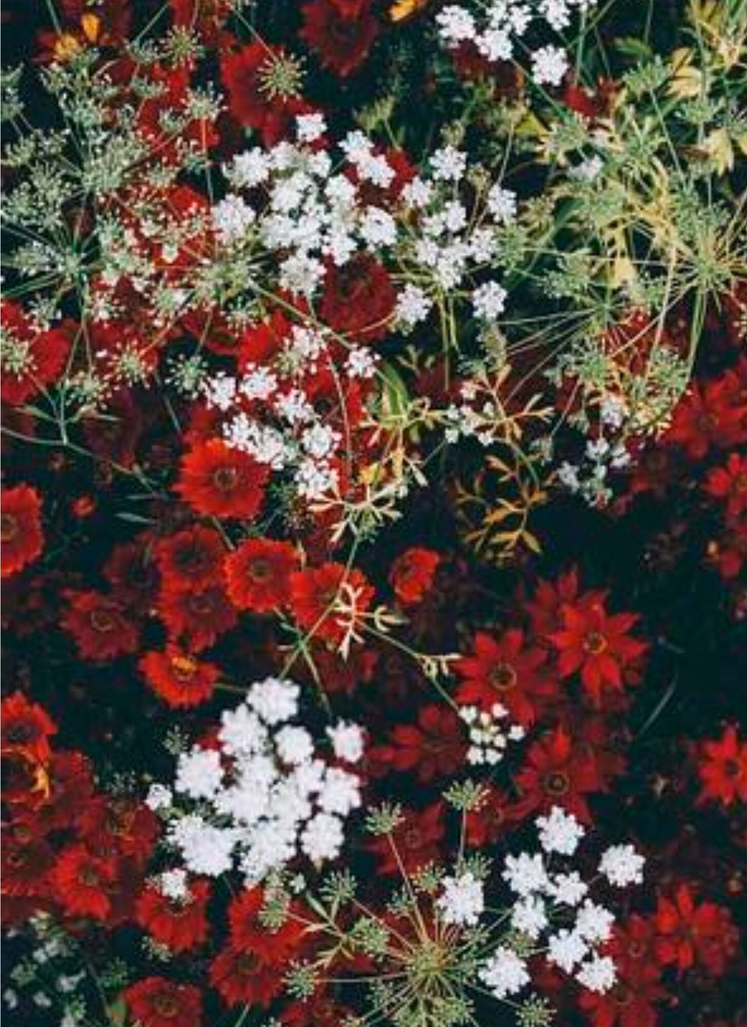 Flower Jpg Files to Download for Wall Art - Etsy