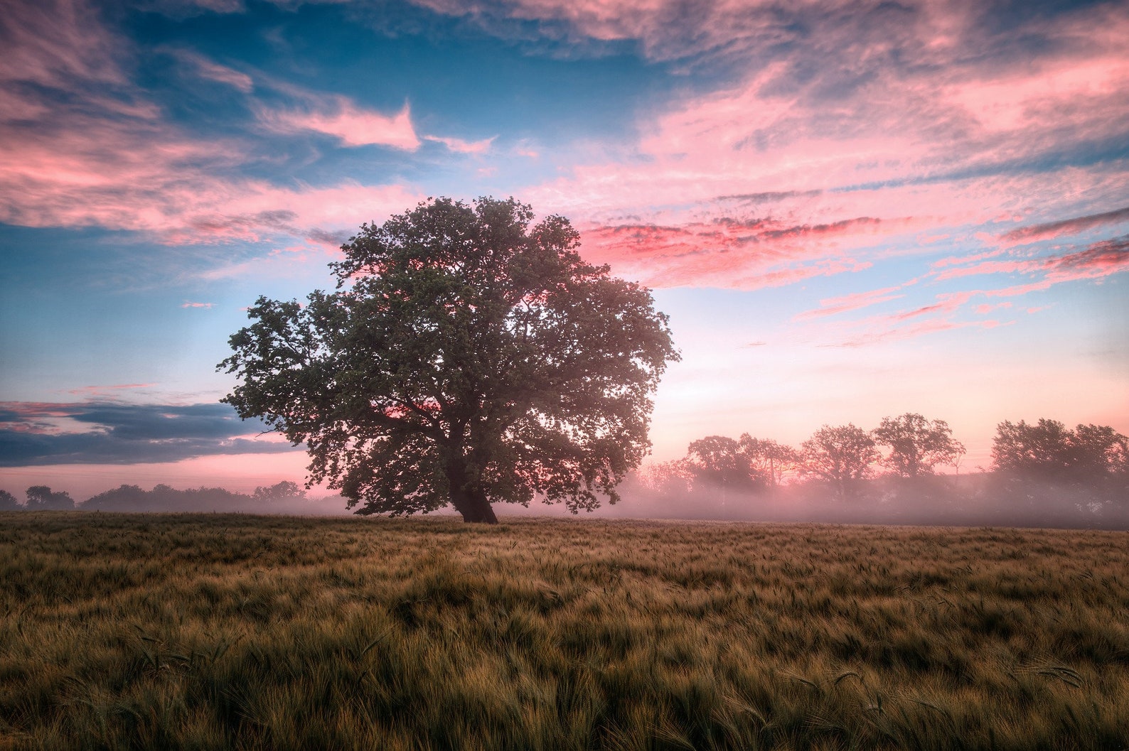 Tree Scenes Jpeg Digital for Printing - Etsy