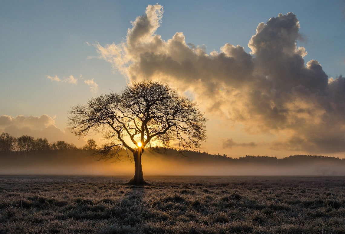 Tree Scenes Jpeg Digital for Printing - Etsy