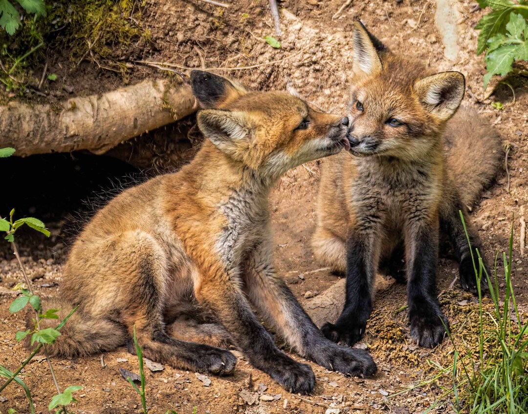 Kissing Fox Pups - Etsy