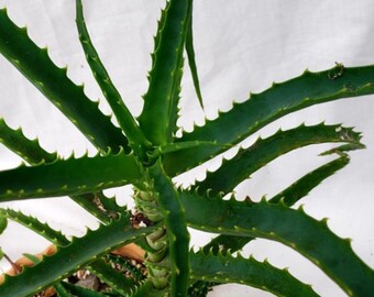 Aloe Arborescens Var Natalensis Cutting 9 - Etsy