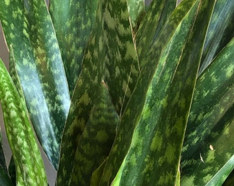 Jaboa Snake Plant - Etsy