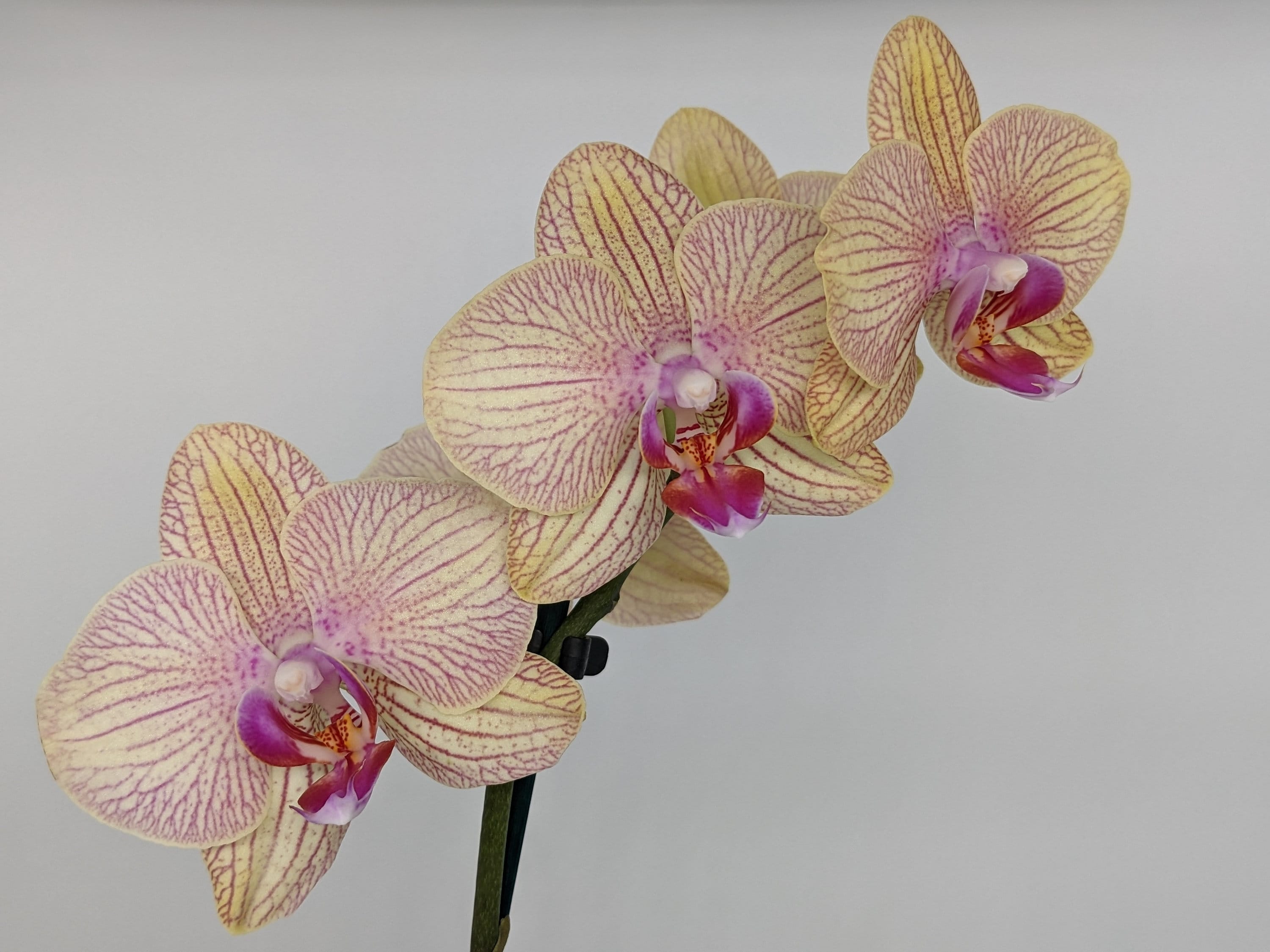 28 Years Married, Modern 28th Anniversary Gift - Orchids No. 1 - Etsy