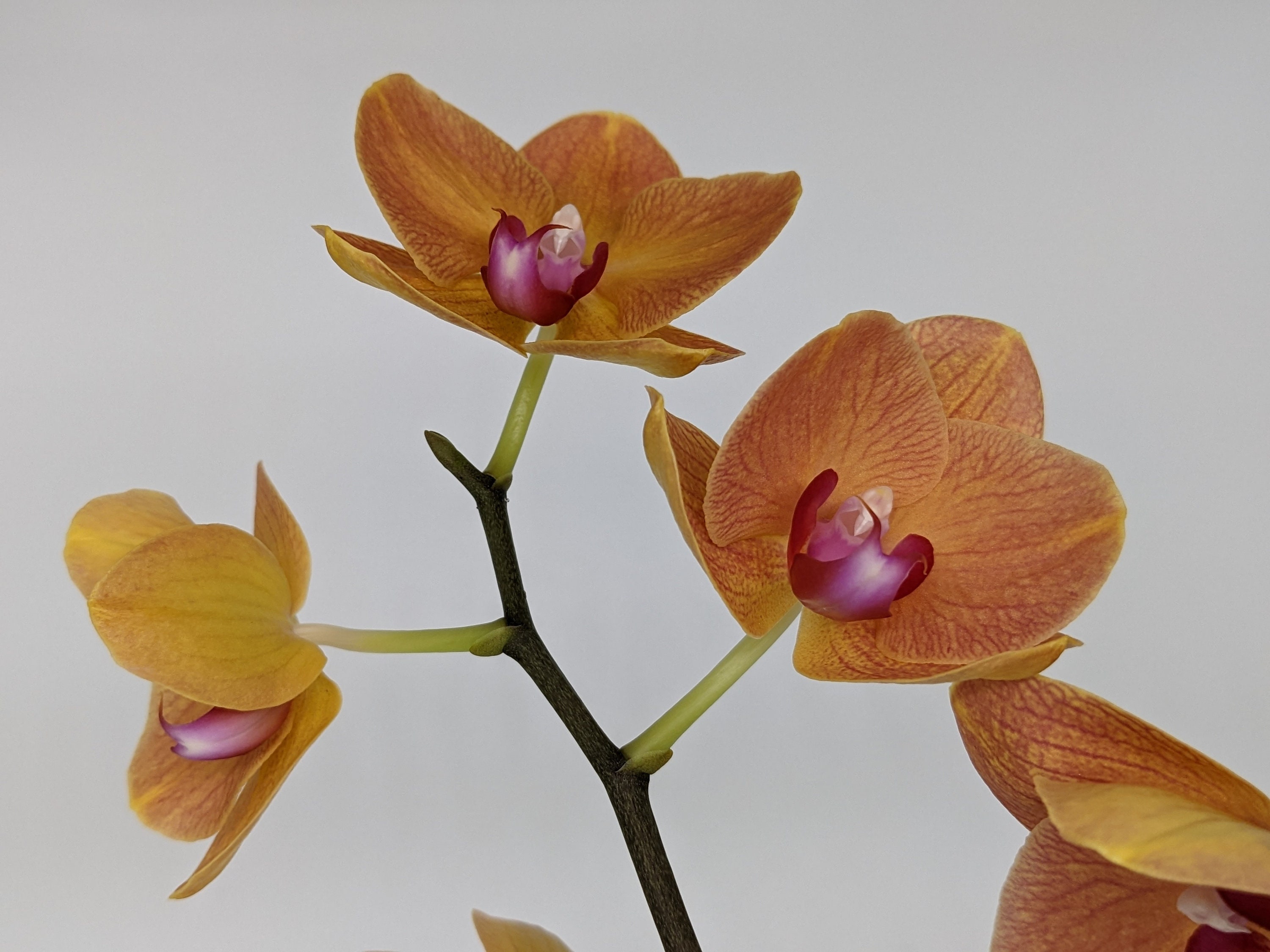 28 Years Married, Modern 28th Anniversary Gift - Orchids No. 7 - Etsy