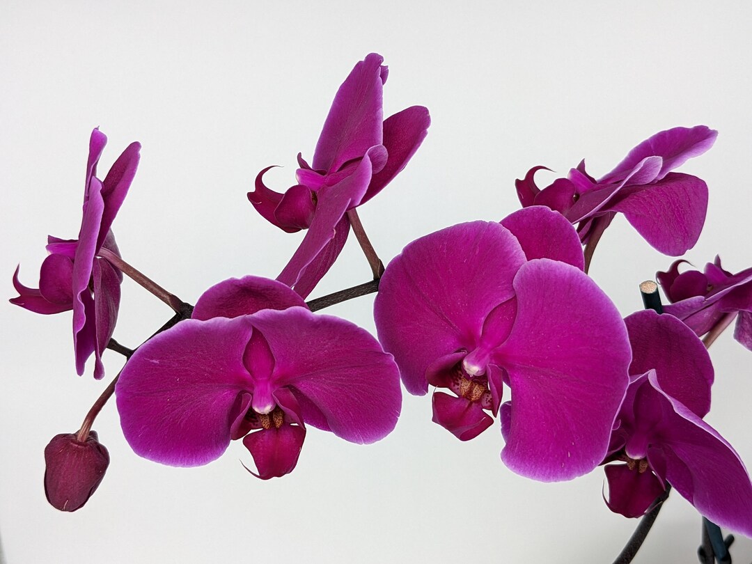 28 Years Married, Modern 28th Anniversary Gift - Orchids No. 5 - Etsy