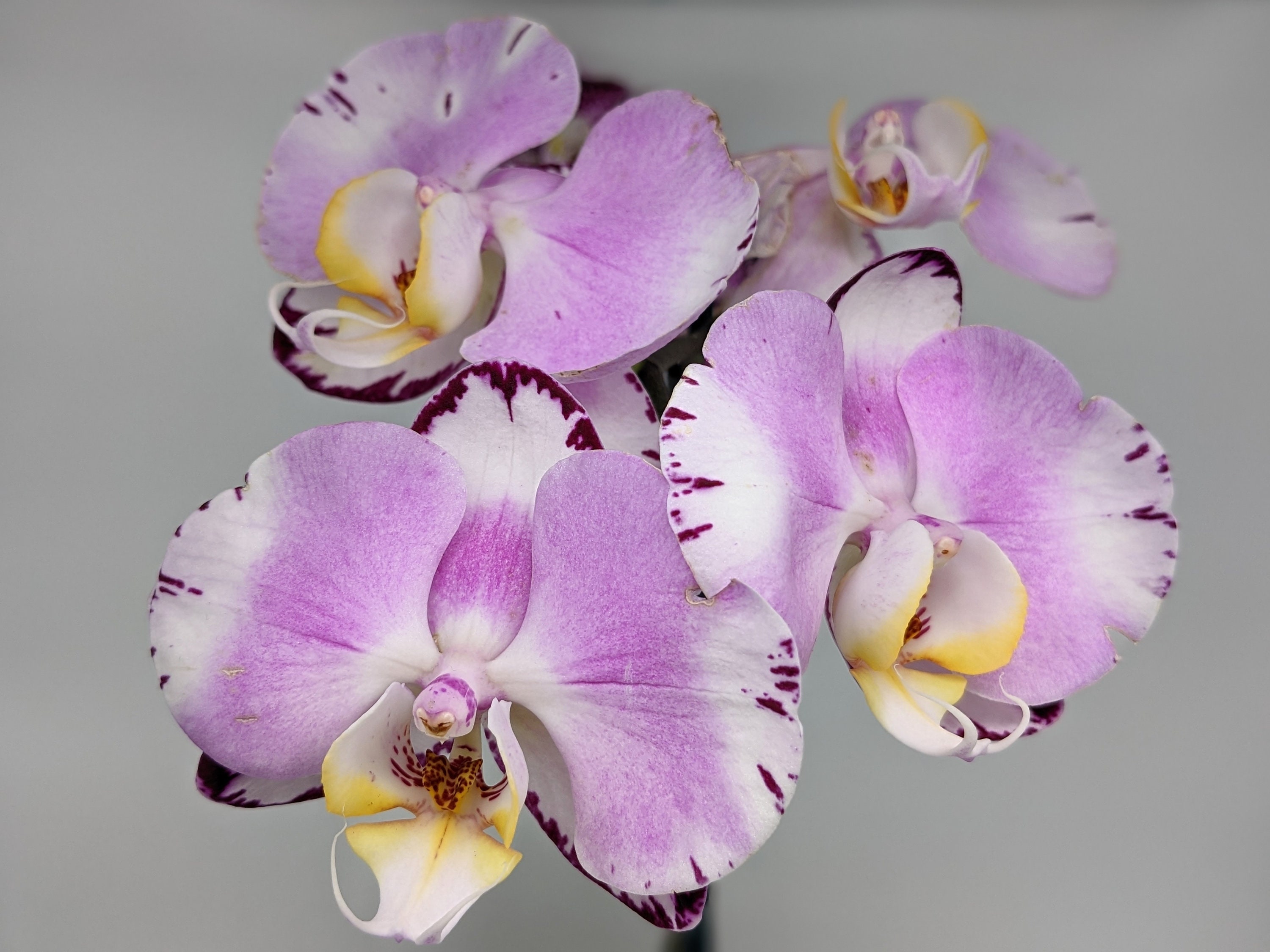 28 Years Married, Modern 28th Anniversary Gift - Orchids No. 2 - Etsy