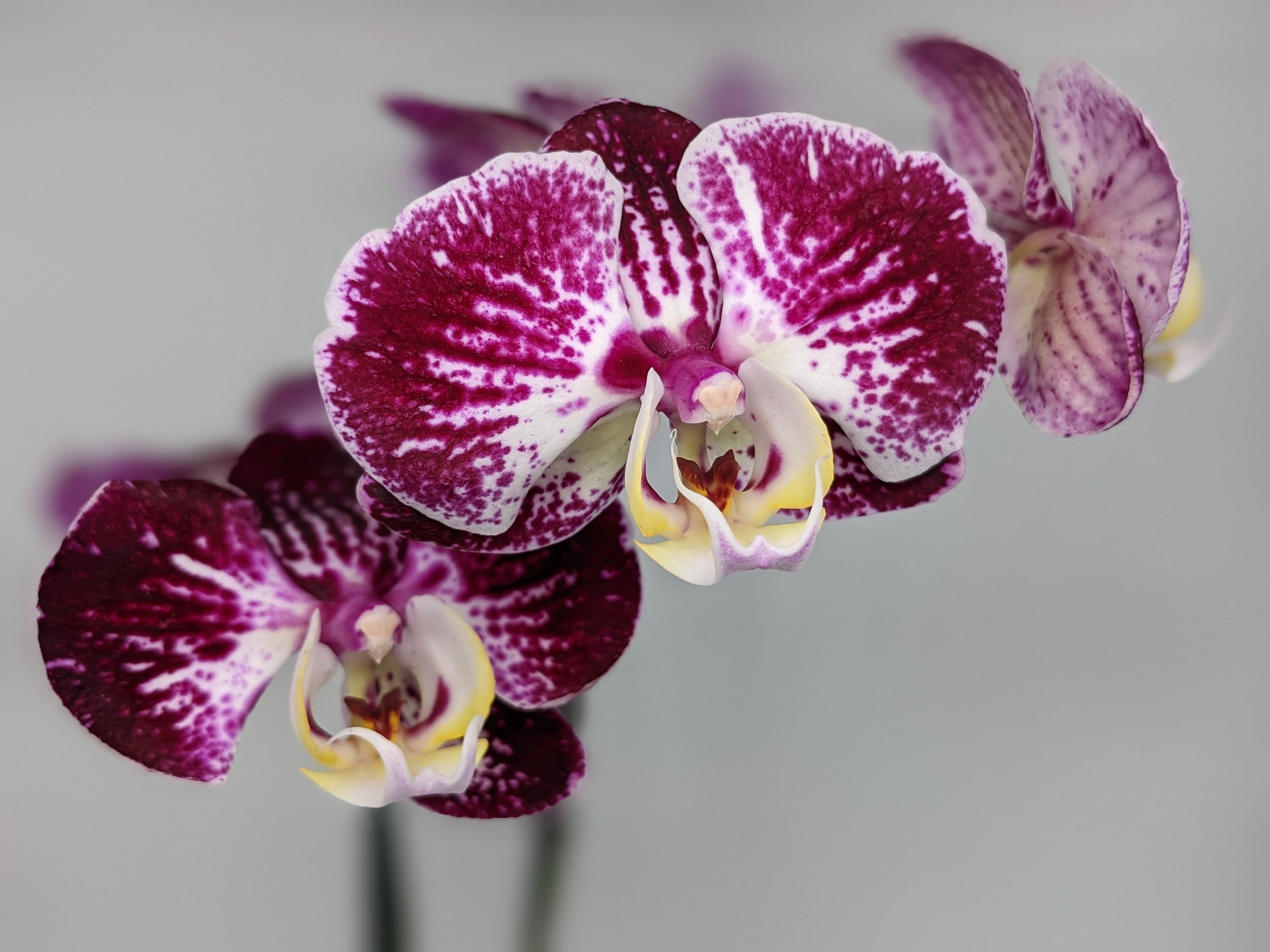 28 Years Married, Modern 28th Anniversary Gift - Orchids No. 3 - Etsy