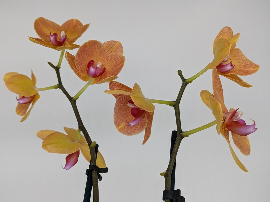 28 Years Married, Modern 28th Anniversary Gift - Orchids No. 4 - Etsy