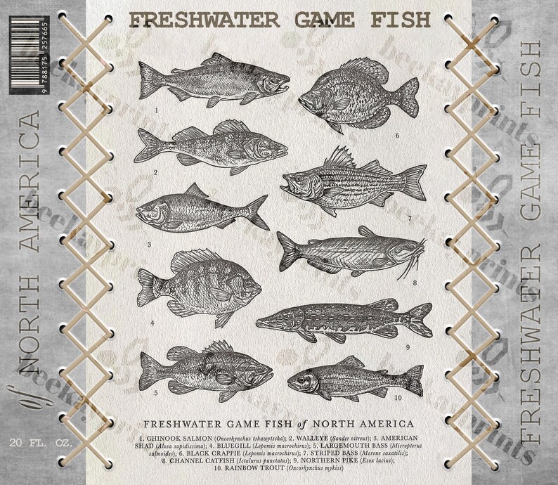 Freshwater Fish Chart 20oz Tumbler Sublimation Design (digital Download ...