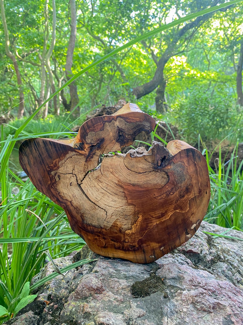 Round Olive Wood for Epoxy, 8" to 10" - 20 Cm 25 Cm Live Edge Wood Slab ...