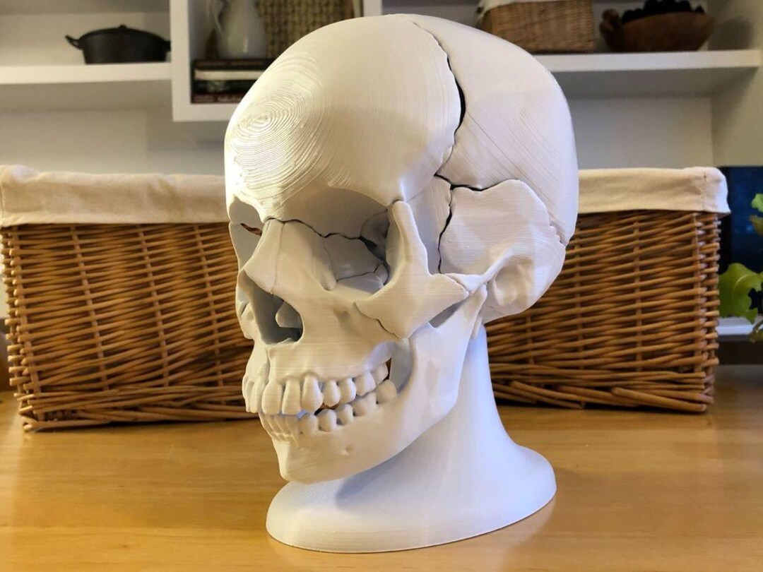 Skull 3D Printer Stl Files - Etsy